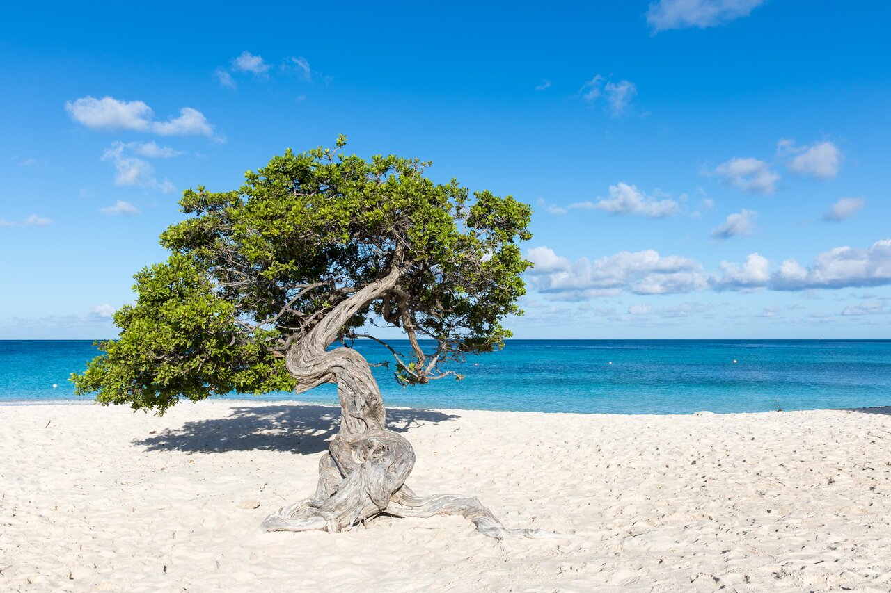 6 playas imperdibles de Aruba (una es la mejor del Caribe) - Pasaje en Mano