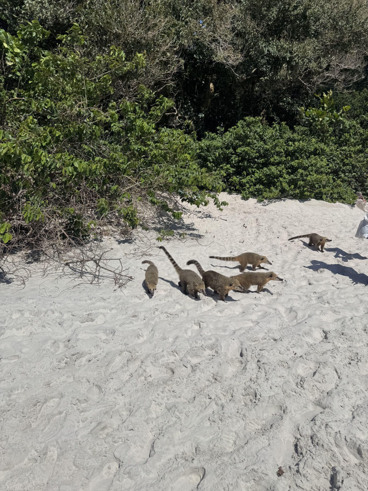 Isla de Campeche: todo lo que tenés que saber para visitar la playa más ...